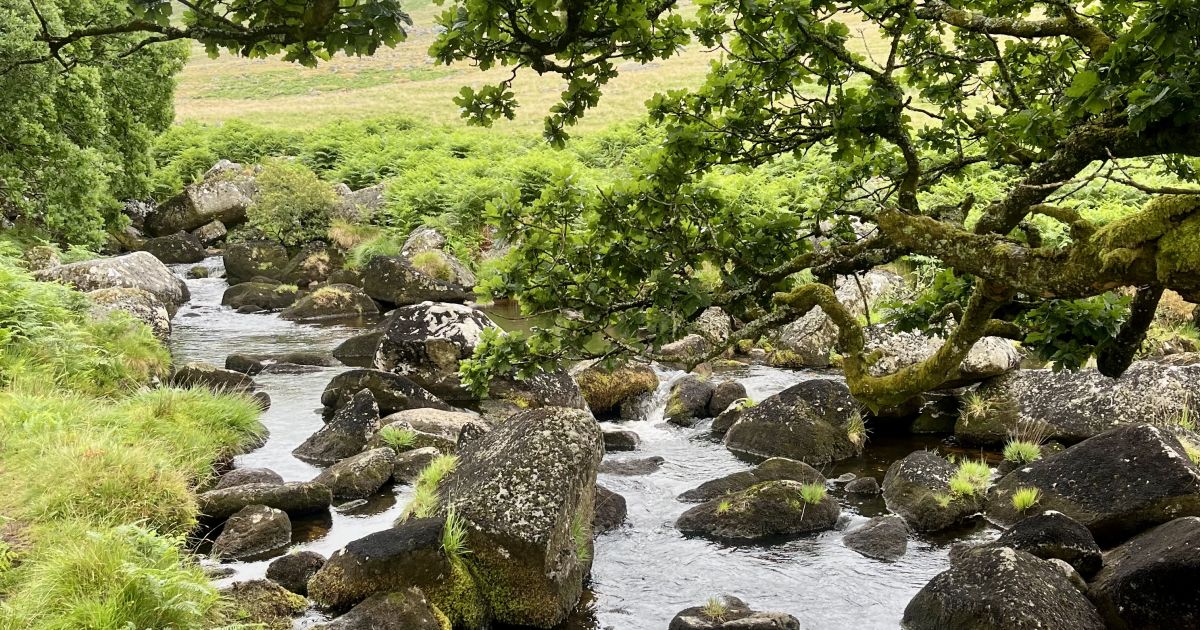 Walk near Meldon Reservoir via Red-a-Ven Brook and Black-a-Tor Copse ...