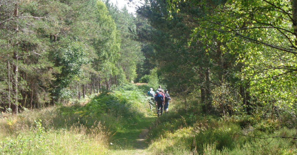 Devil's Water and Slaley Forest - Ramblers