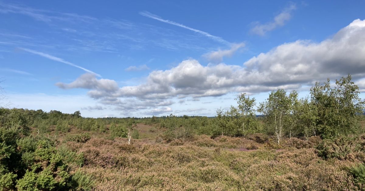 Thursley - Hankley Common Circular - Ramblers
