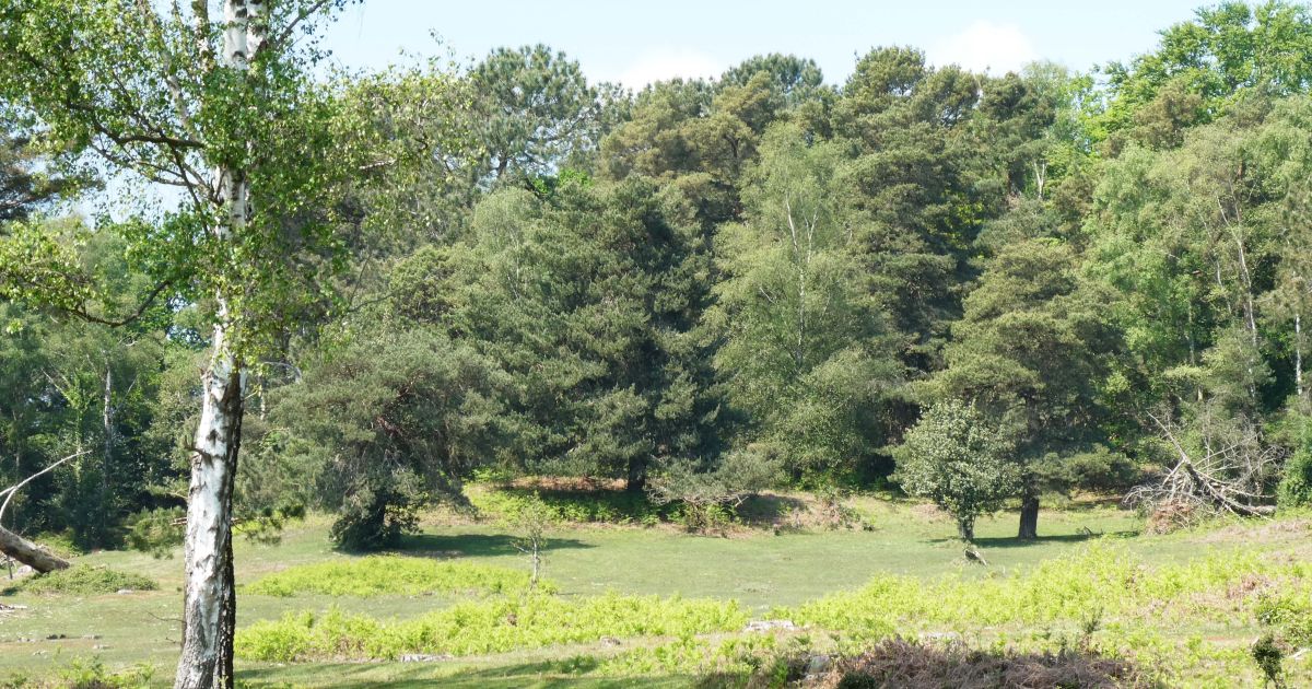 Circular Via Setley Common and Newlands Copse - Ramblers