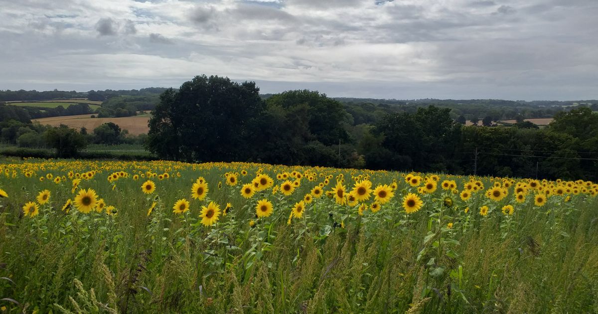 Hurst Green & Salehurst circular - Ramblers