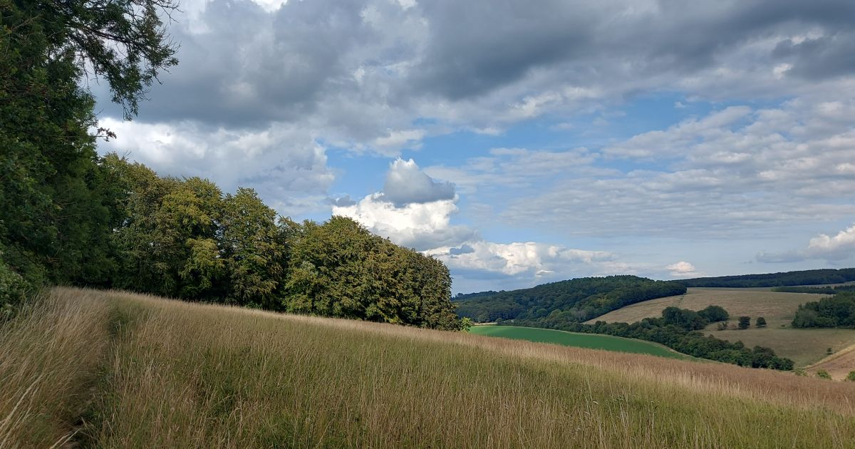Wildham Woods loop - Ramblers