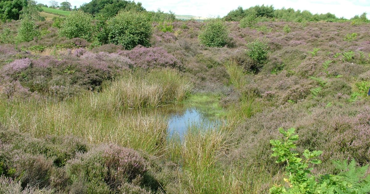 Waldridge Fell and Cong Burn Woods - Ramblers