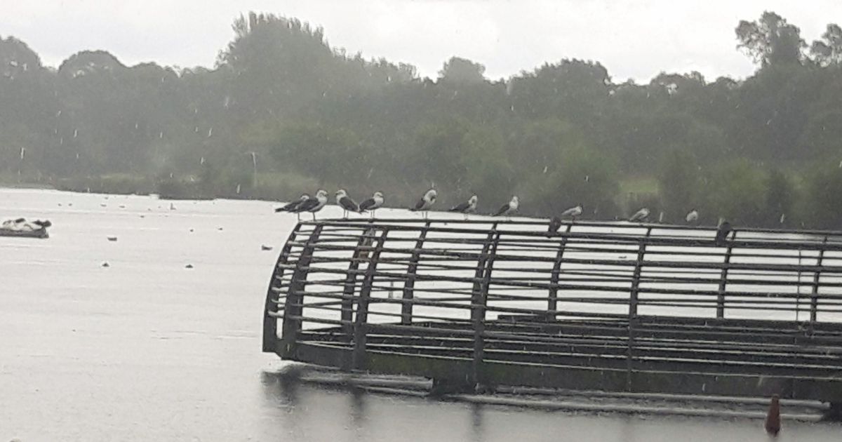 Stepps, via Cardowan Woods and Hogganfield Loch - Ramblers