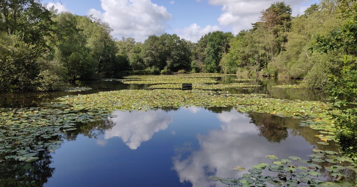 Chobham common and Fishpool - Ramblers