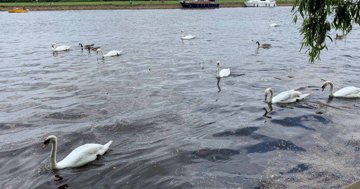 Maidenhead to Windsor River Ramble - Ramblers