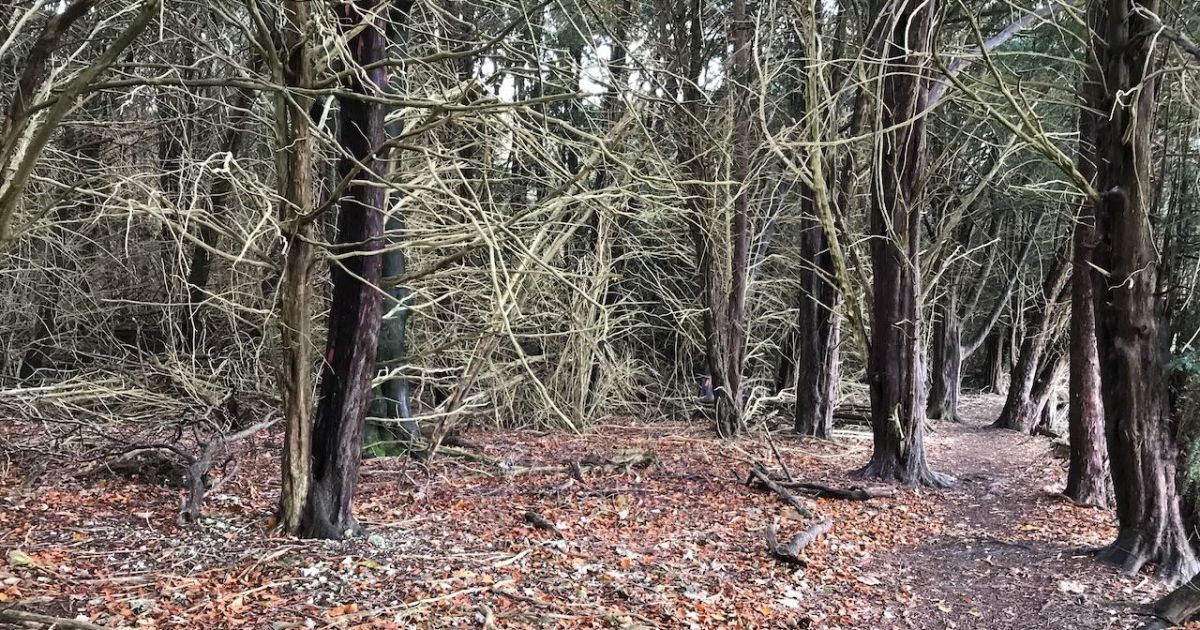 East Clandon and West Hanger - Ramblers