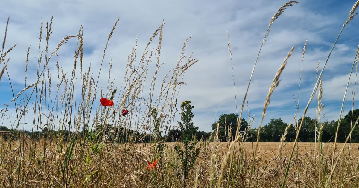 Walk from Martlesham around the Heath and Airfield