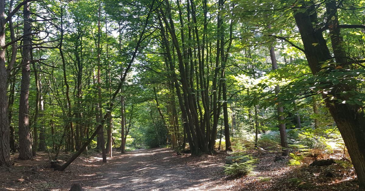 Martins Heron Circular through Swinley Forest - Ramblers