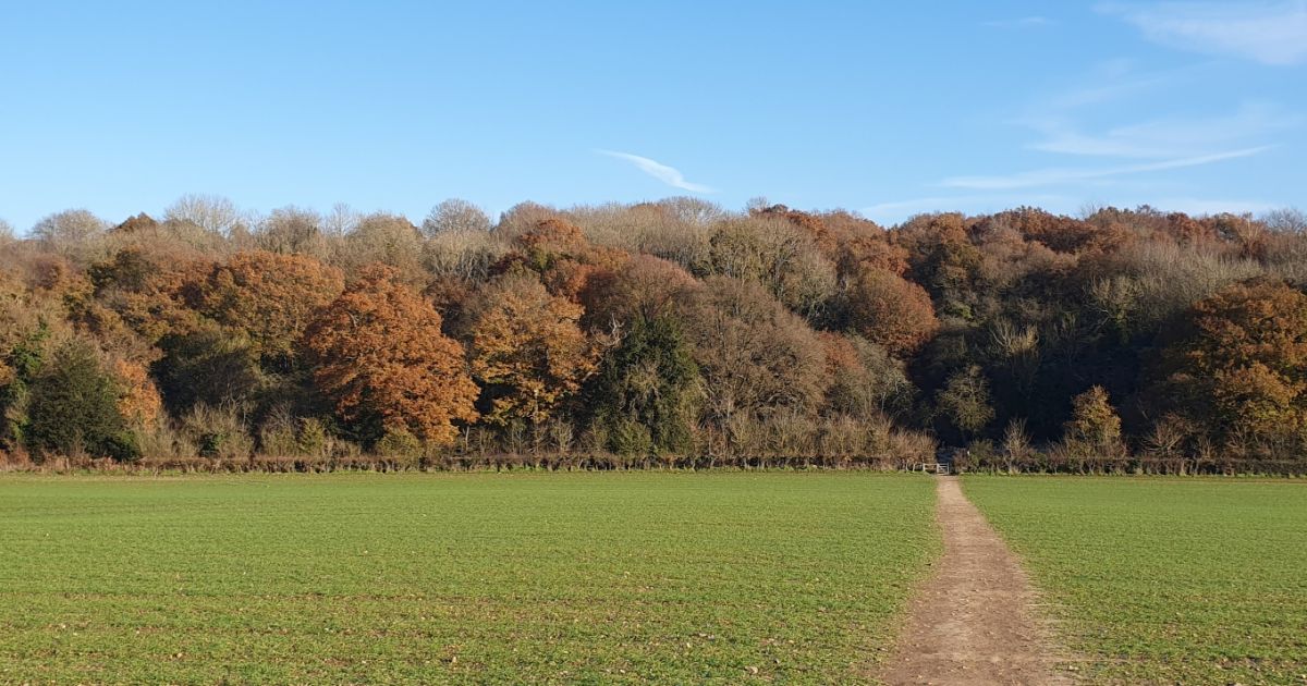 Whippendell Wood in the Autumn - Ramblers