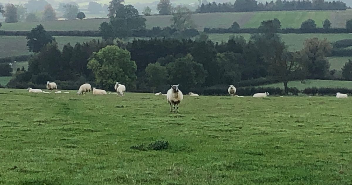 The Daventry Round - A day walk from Newnham - Ramblers