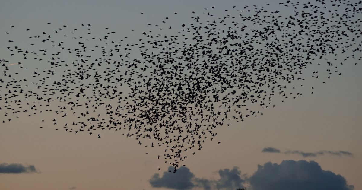 Ham Wall Murmuration - Ramblers