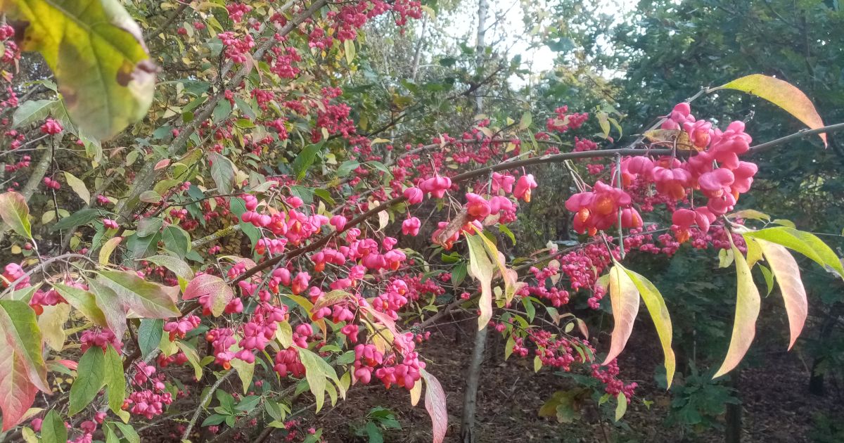 The Aldi Walk - Ramblers