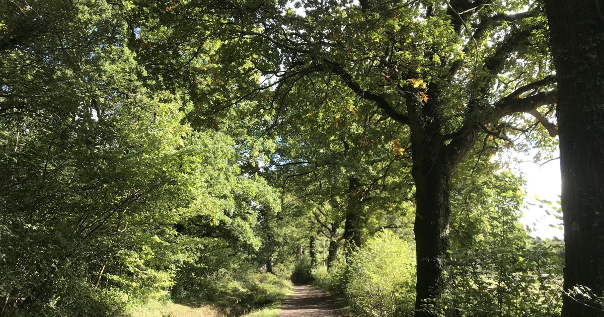 Autumn Walk Nyman’s Woods - Ramblers
