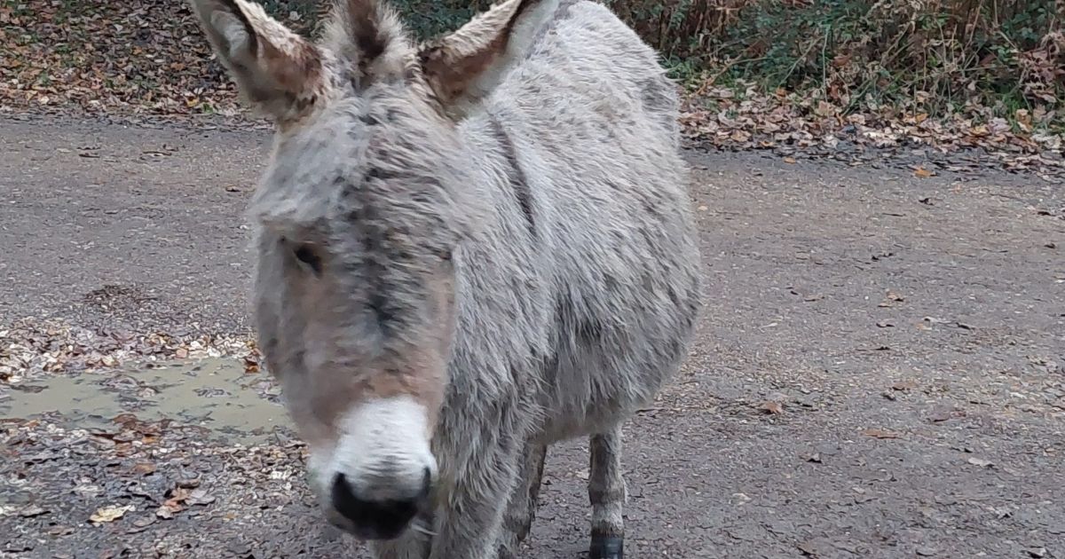 Minstead Circular- Brisk Pace - Ramblers