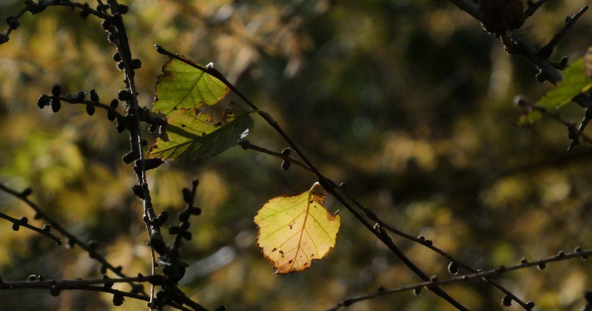 Cassop Circular - Ramblers