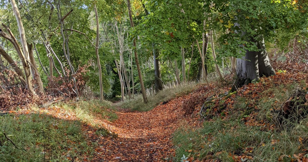 Afternoon Autumn Intro Walk at Burnham Beeches - Ramblers