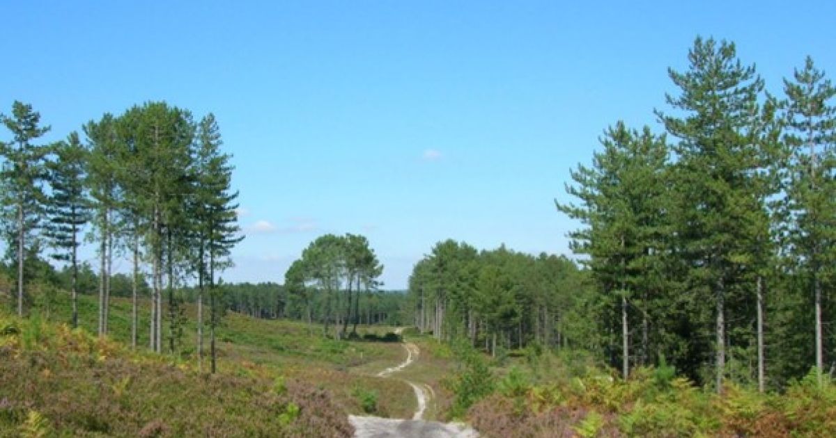 Lytchett Matravers – Wareham Forest Circular - Ramblers