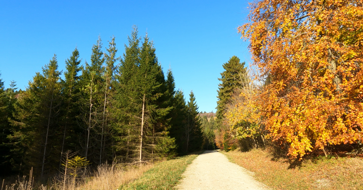 Tring to Wendover Woods and Pavis/Dancersend Nature Reserve circular ...