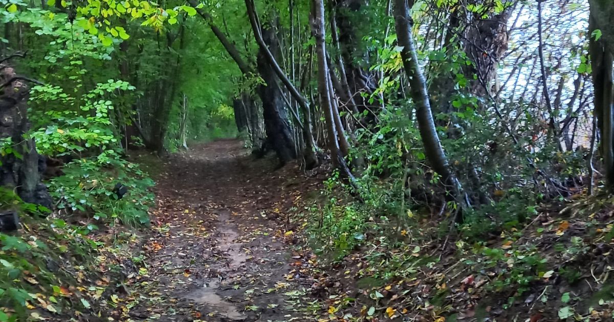 Through Hurst Wood to Old Soar Manor and Basted - Ramblers