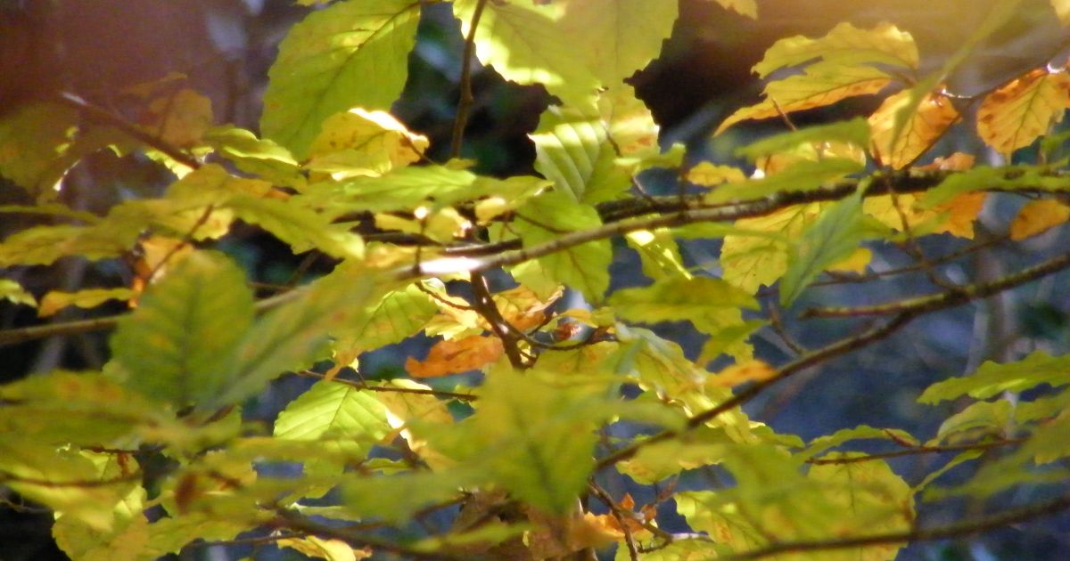 Busbridge Lakes & Hydon's Ball - Ramblers