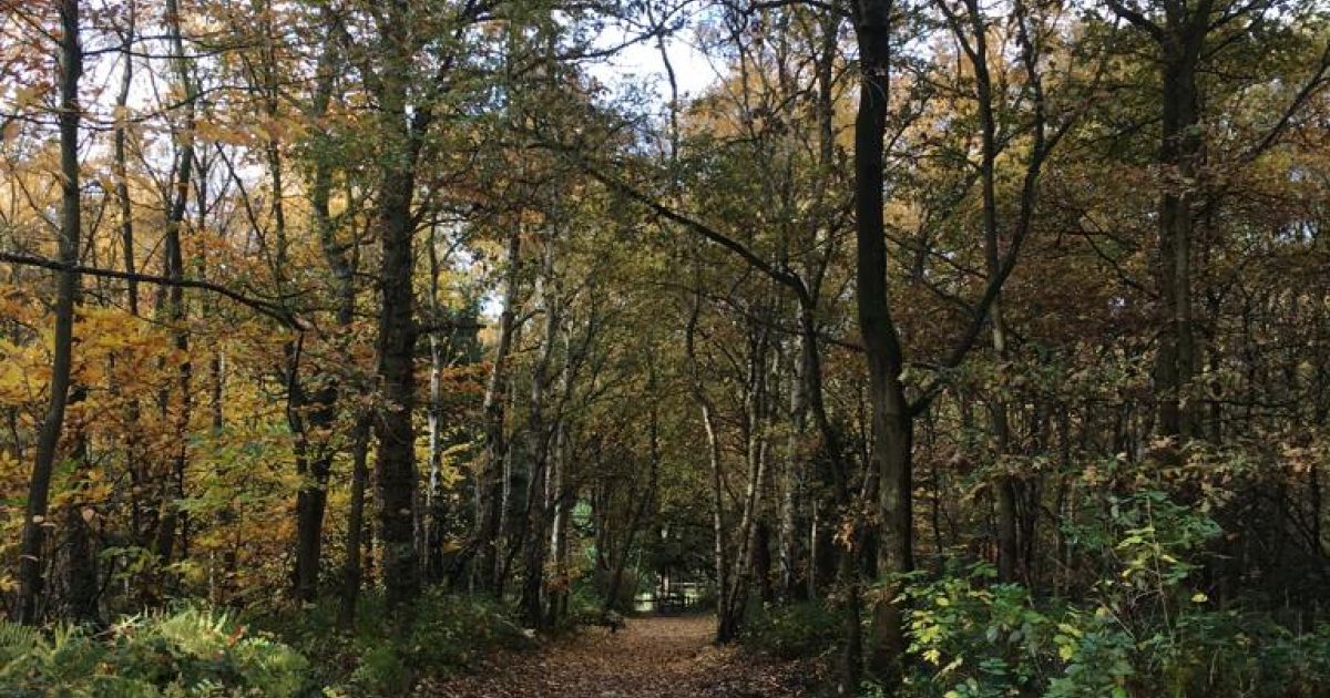 Charles' 'best wood' and Mill Lakes - Ramblers