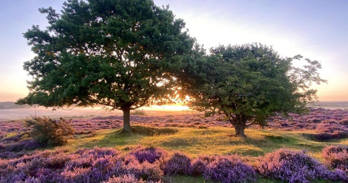 Roydon Common - Ramblers