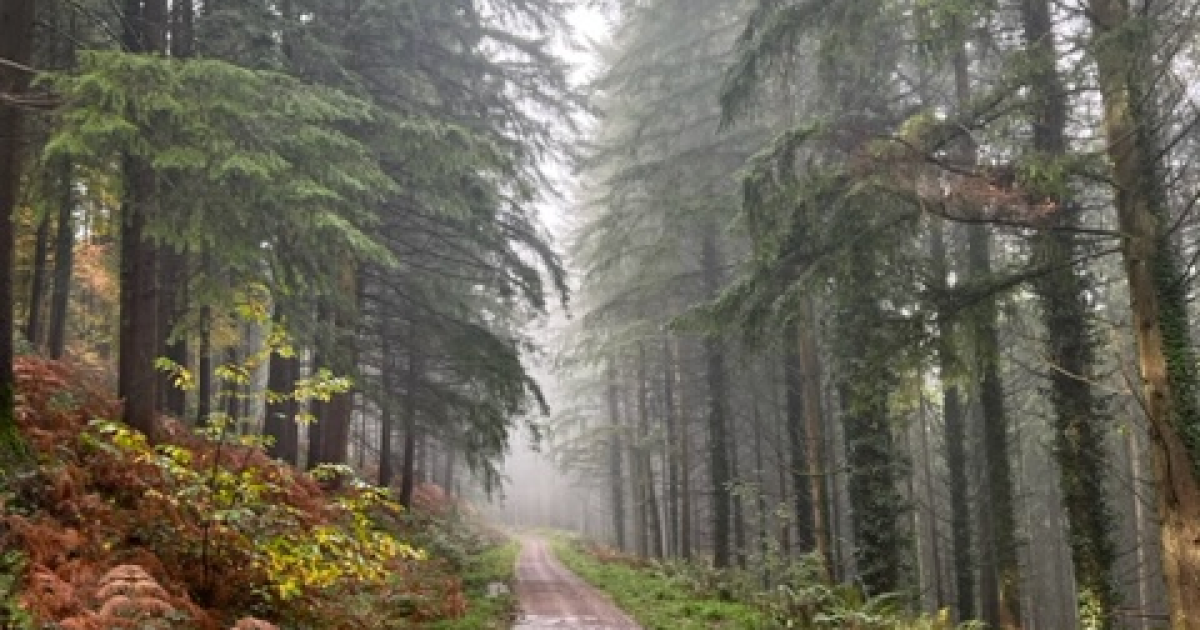 A Wander from Wenchford to Witness the Welling of Winter - Ramblers
