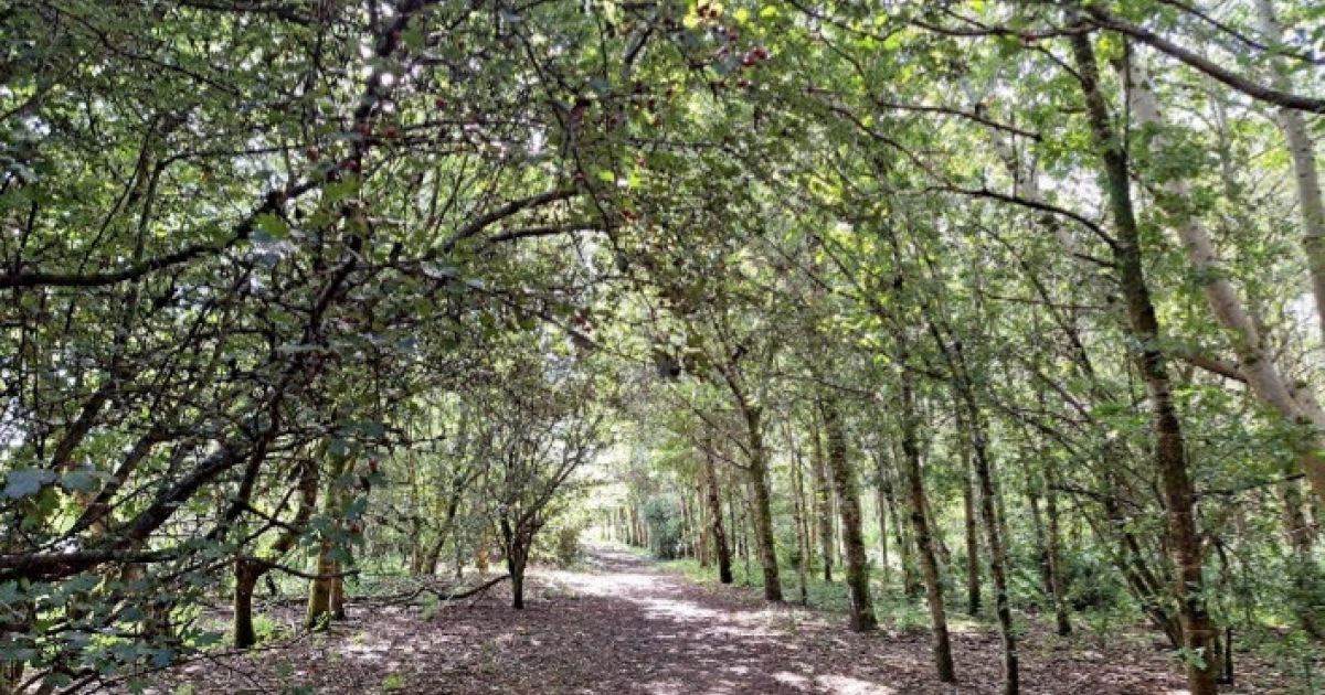 Chatelherault and Avon Gorge ( replaces Strathaven walk) - Ramblers