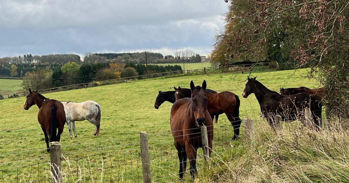 Kilkenny Viewpoint & Foxcote Hill Loop - Ramblers