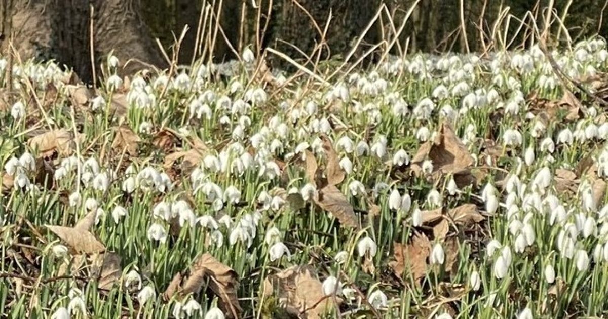 Sunday February 11th - Snowdrop Walk - Booking required - Ramblers