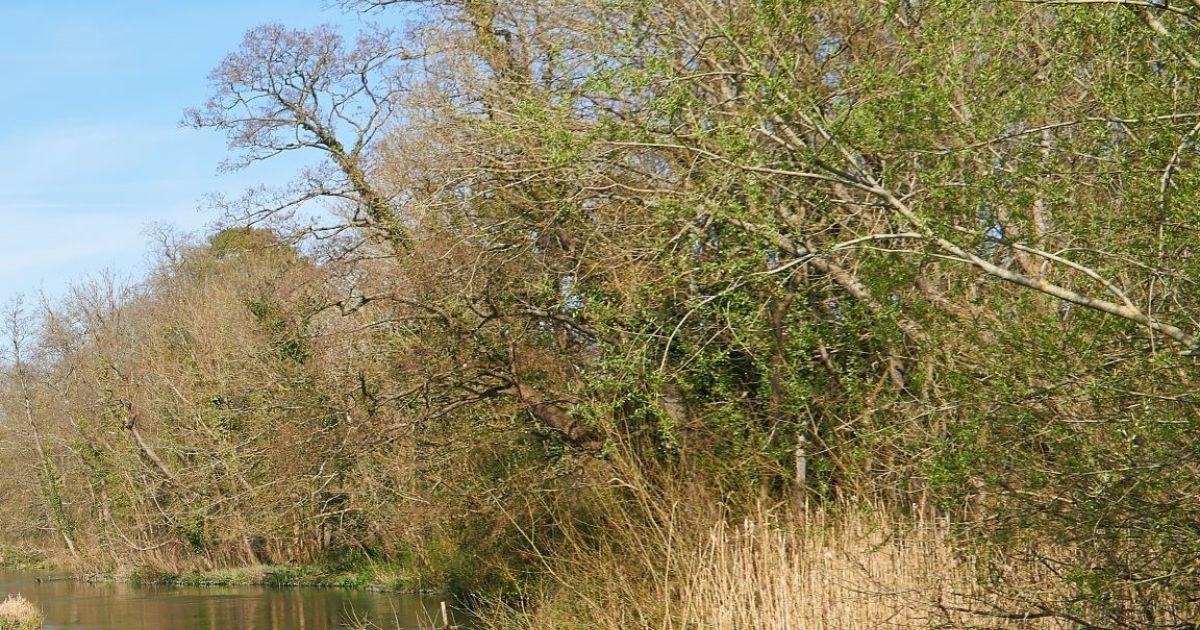 Friday 4 miler Testwood Lakes, Totton - Ramblers