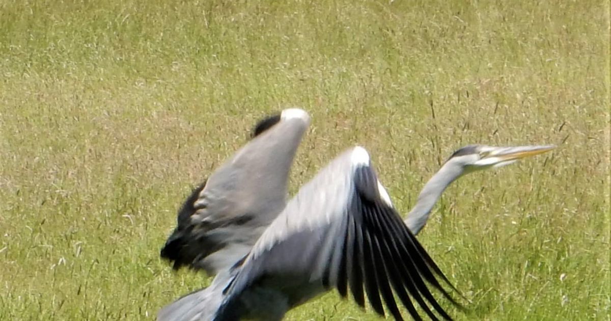 Merstham Moors & Marshes