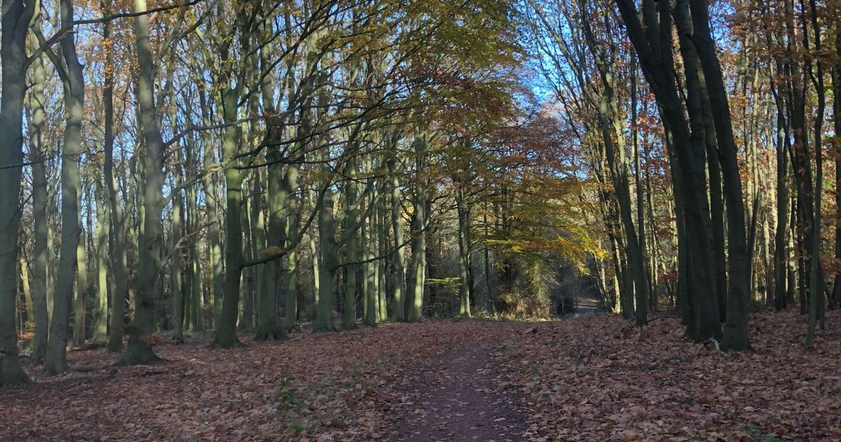 Sherwood Forest - Ramblers