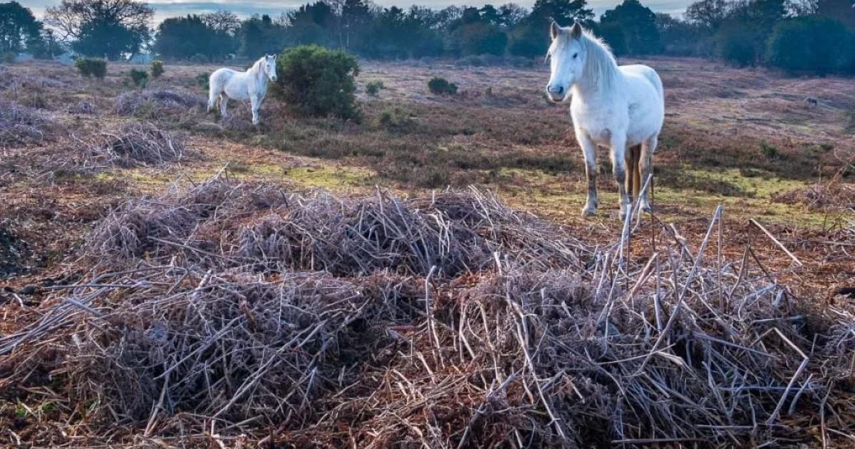 Rockford to Fritham circular New Forest - Ramblers