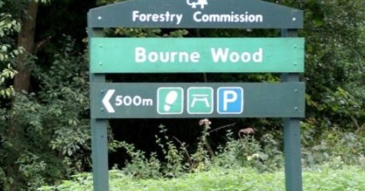 Ancient Bourne Winter Woodland Walk - Ramblers