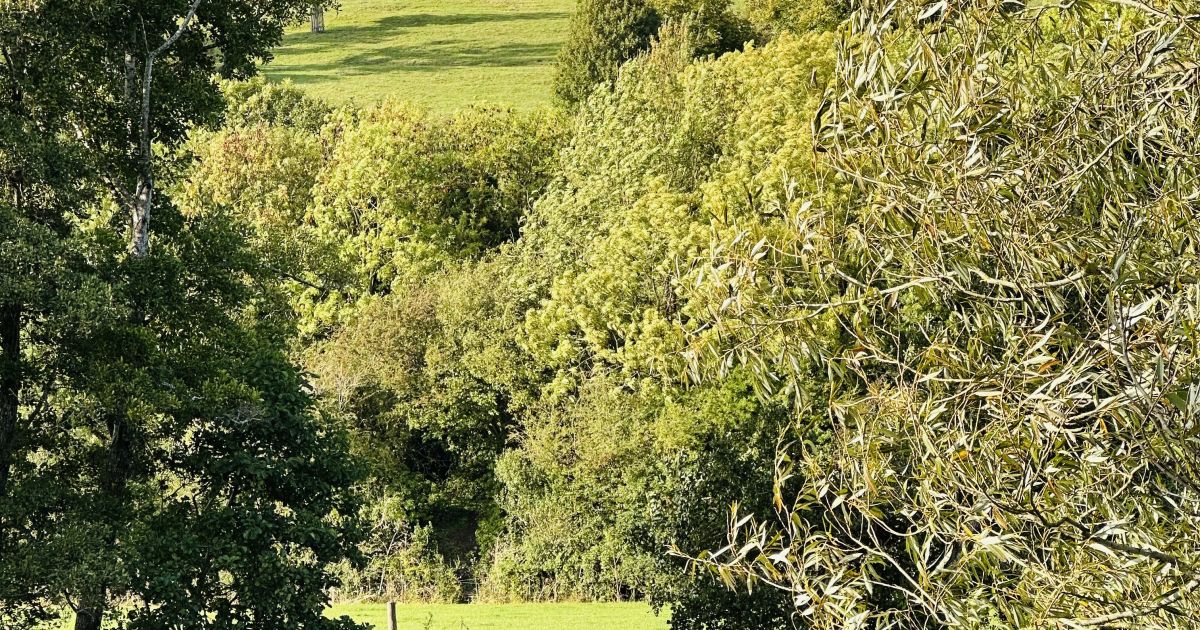 ***Updated 9th Dec***Railway Path Walk (7 miles) - Ramblers
