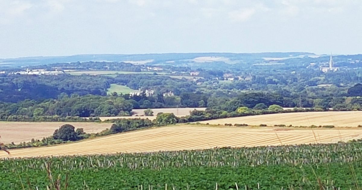 Dean Hill and Bentley Wood - Ramblers