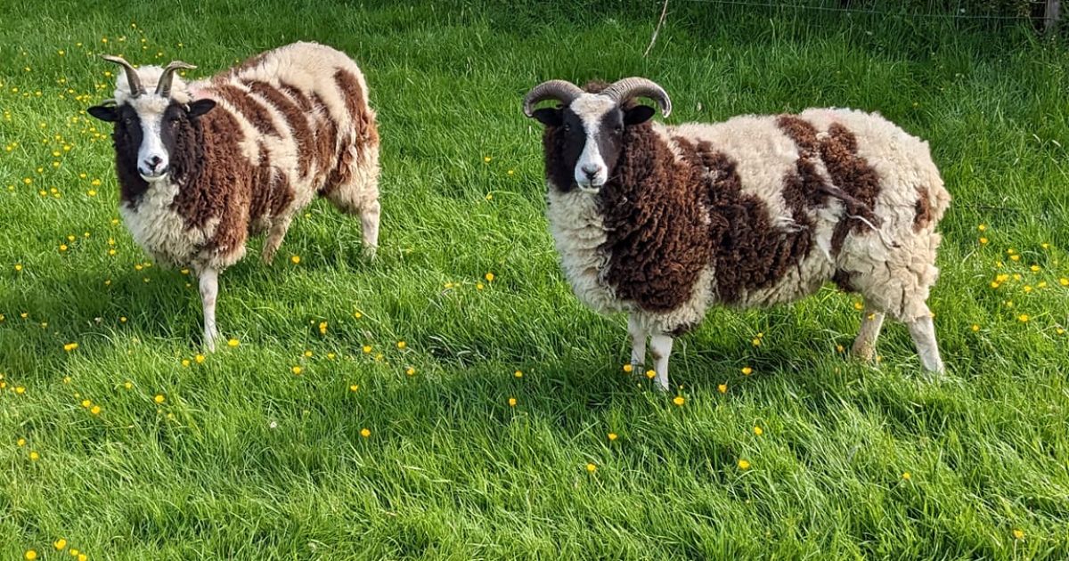 Moderate 6 Mile Walk From Peatling Parva - Ramblers