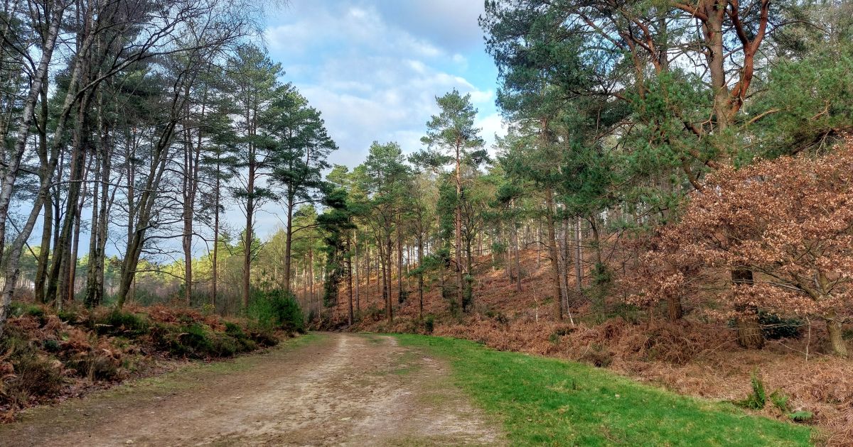 Hurt Wood Made Easy - Ramblers
