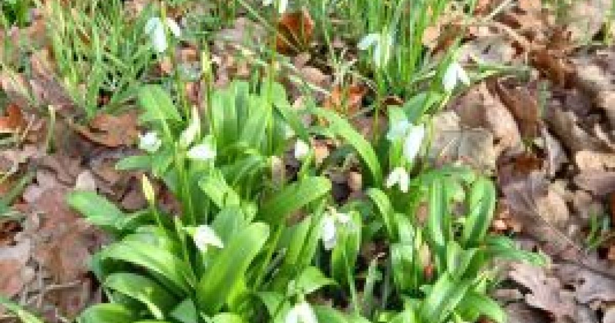 Snowdrop Walk - Ramblers