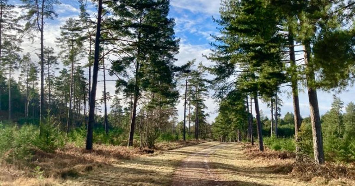 Bagshot Heath - Ramblers