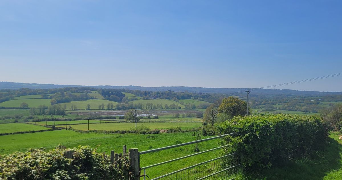 Brede High Woods walk - Ramblers