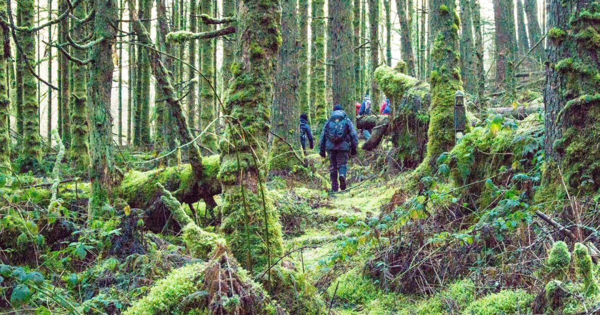 Abergorlech Forest Garden Walk - following tracks and paths with some ...