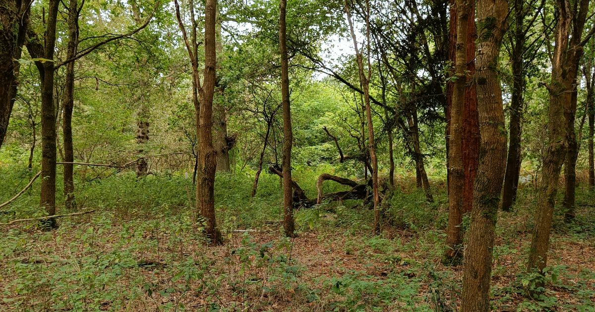 Friday Street, Coldharbour and Leith Hill - Ramblers