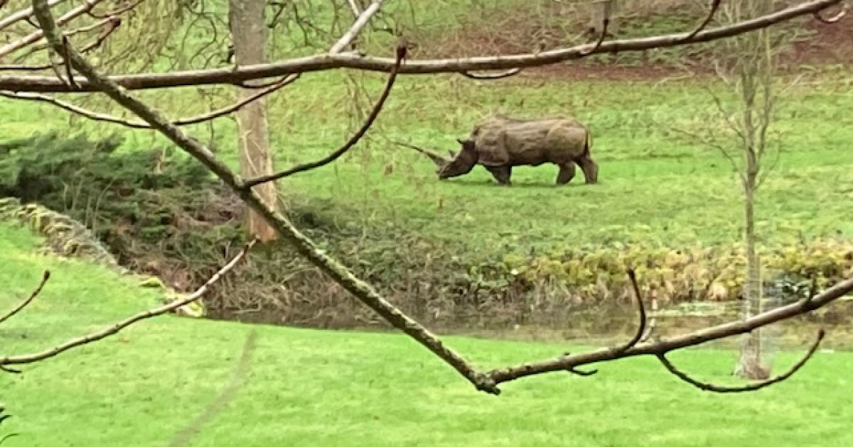 Wantage Safari - Ramblers