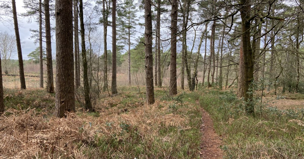 Friday Street to Leith Hill - Ramblers