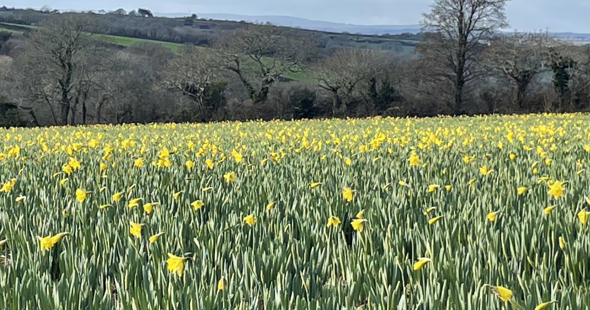 Godolphin to Relubbus circular - Ramblers