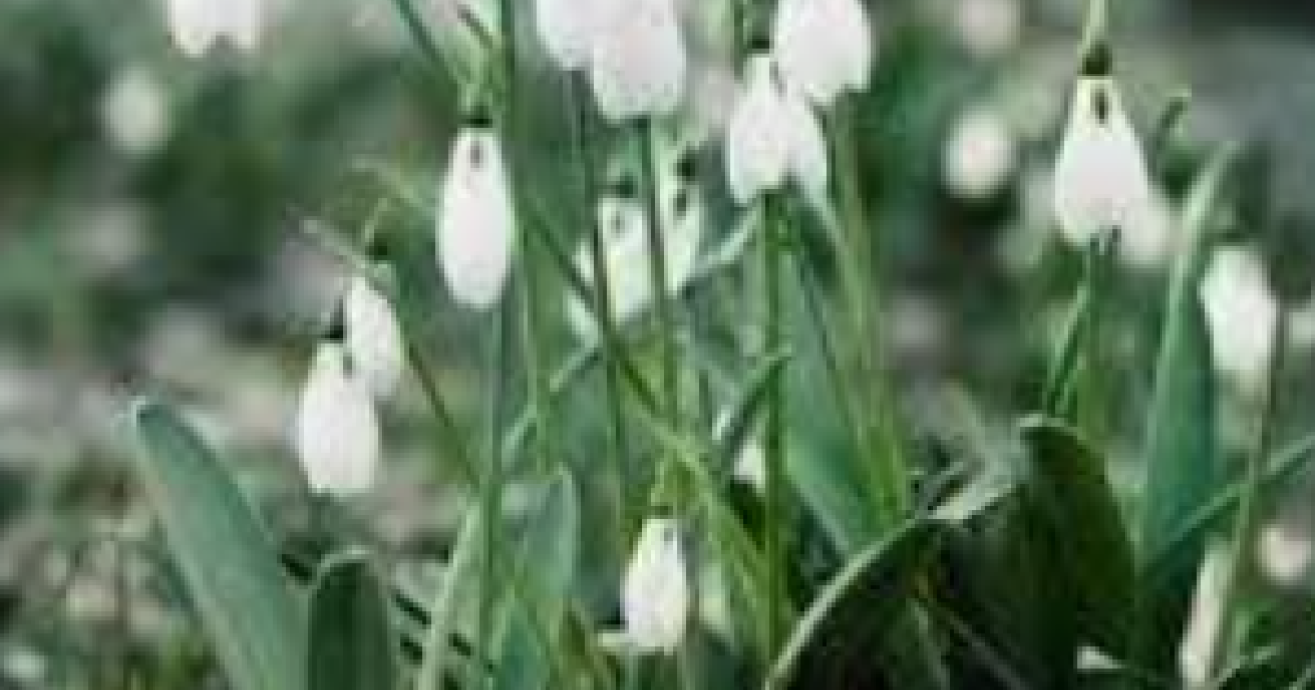 Snowdrop Walk at Stone - Ramblers