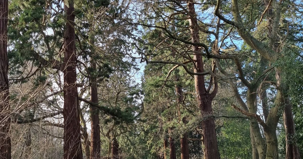 A London - Essex Borders Walk: Romford to Harold Wood - Ramblers